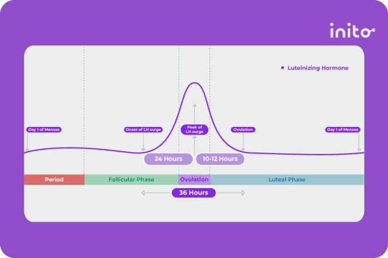 LH Surge and Ovulation: When do you ovulate after an LH surge? - Inito