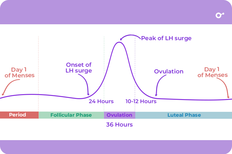 LH Levels & Surges: What Does a ‘Normal’ LH Level Look Like? - Inito