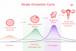 How To Release Two Eggs During Ovulation Naturally? - Inito