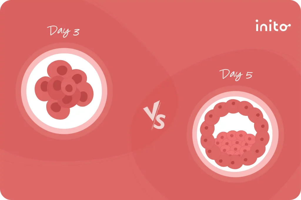 Day 3 vs. Day 5 Embryo Transfer: Which is Better? - Inito