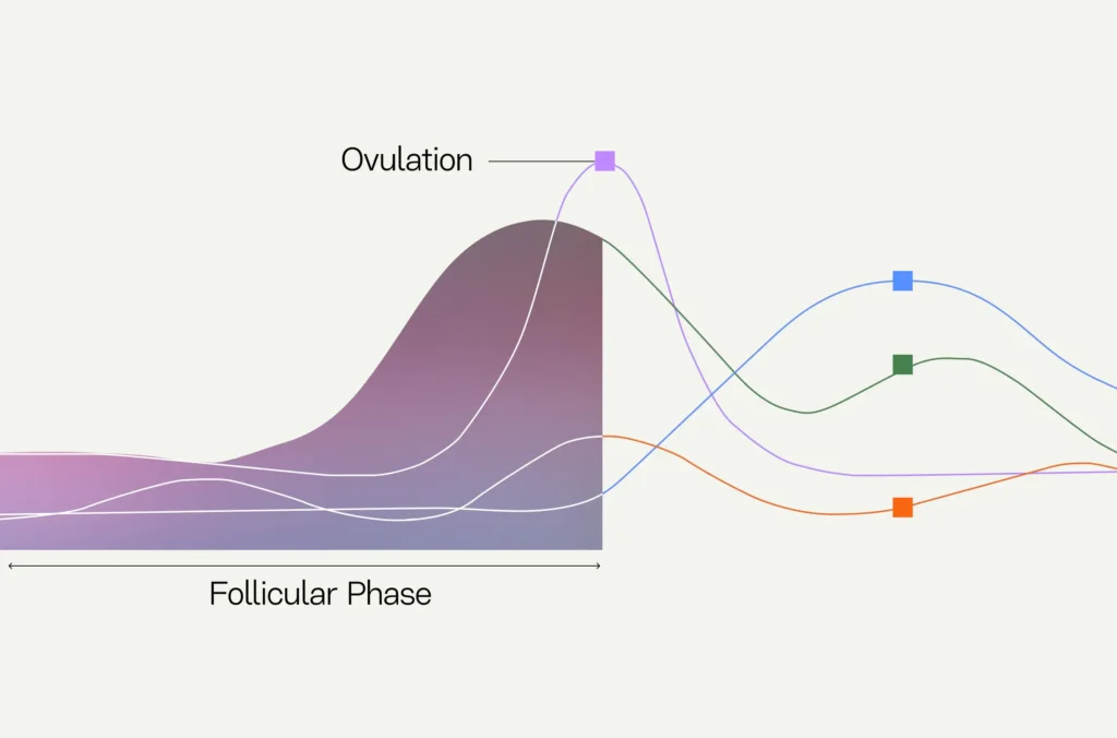 Your Guide to Follicular Phase Symptoms